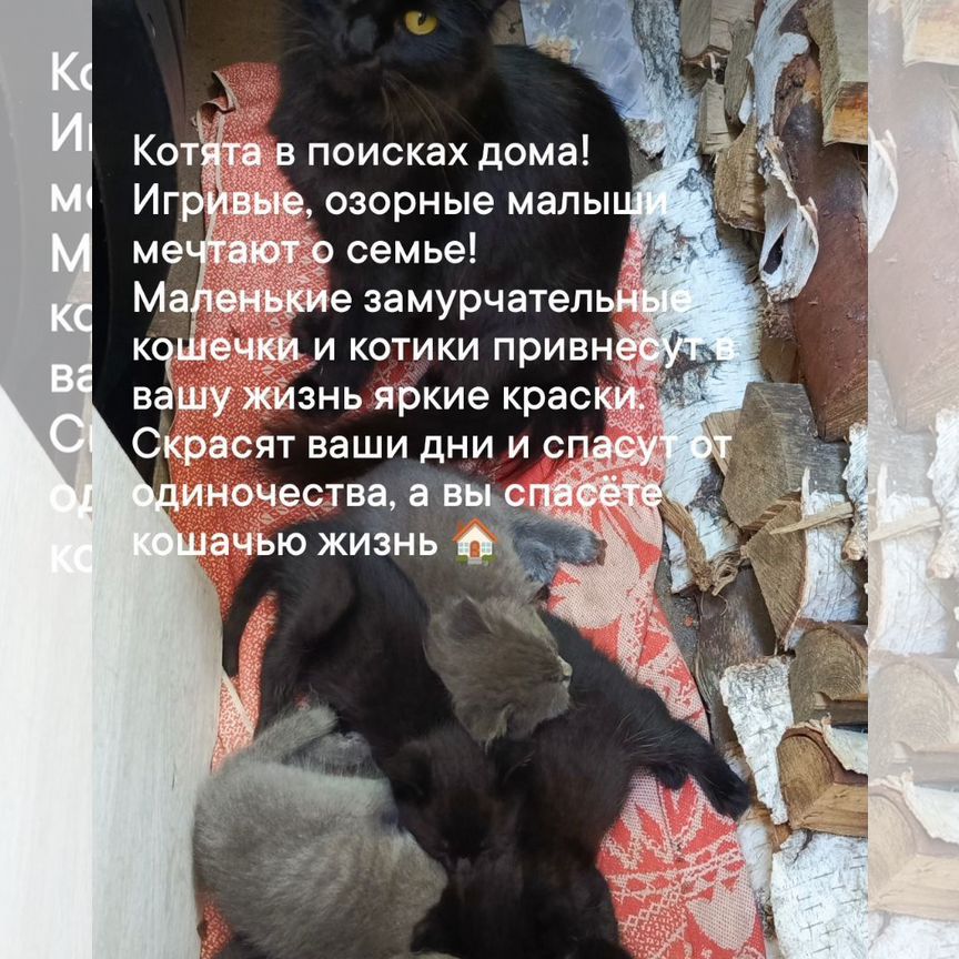 Котята в добрые руки бесплатно