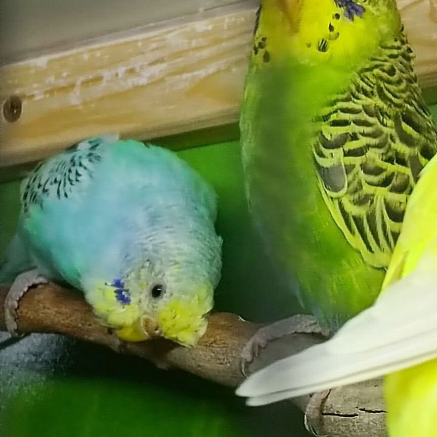 Молодые птички парами полуЧехи и волнистая самочка