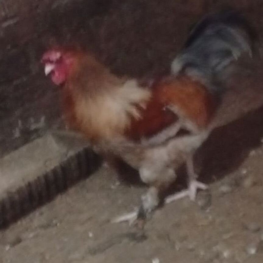 Петушки домашние