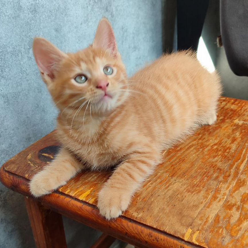 Рыжий котенок в добрые руки