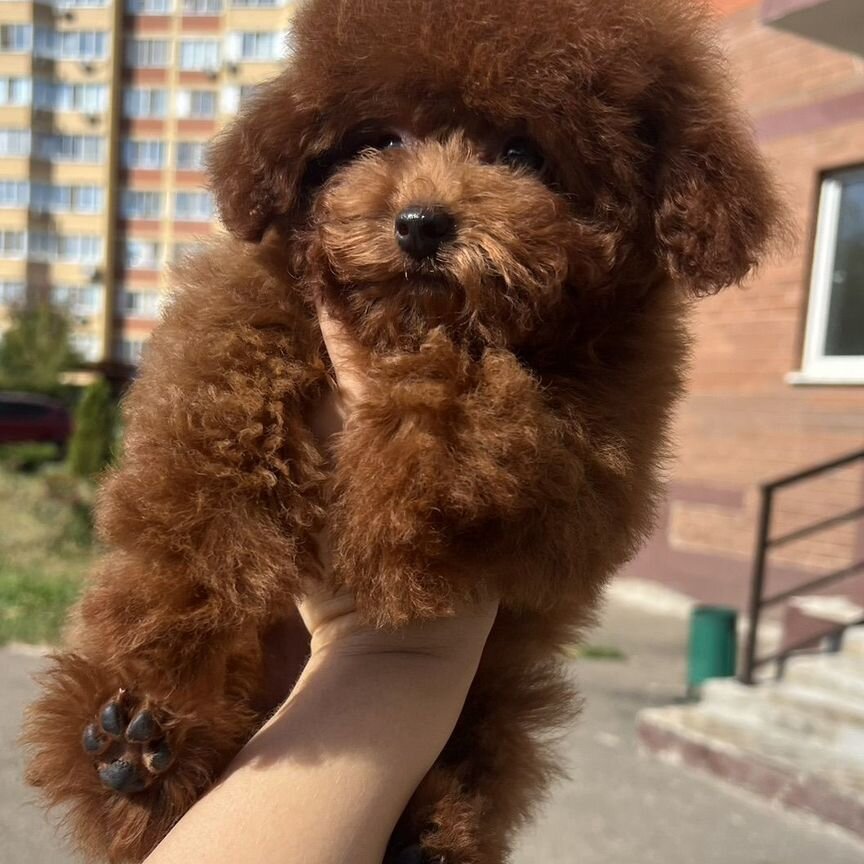 Той-пудель девочка