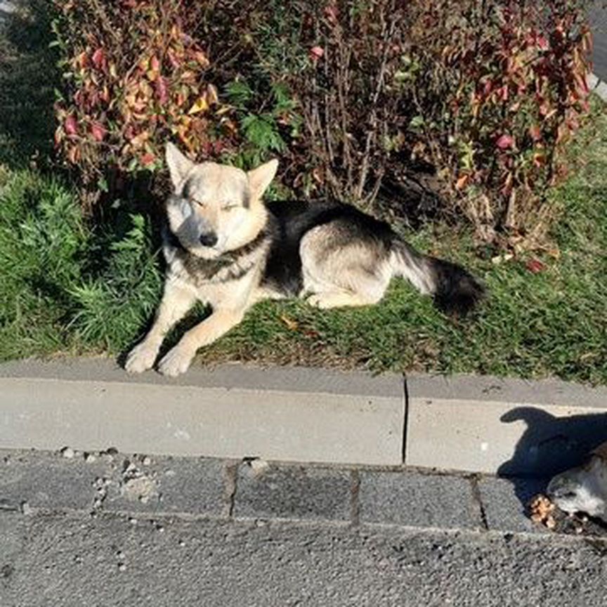 Собаки ищут передержку, дом soоs