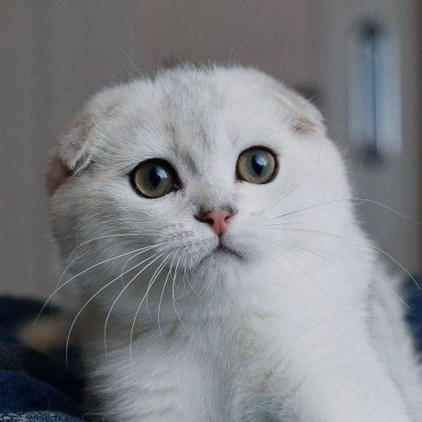 Шотландские вислоухие котята серебристая шиншилла