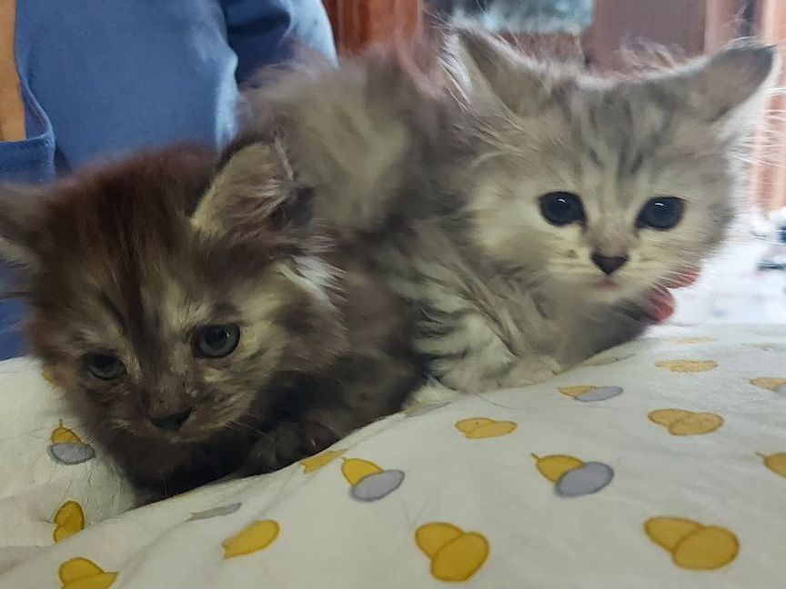 Котенок в дар 1,5 месяца мальчик и девочка