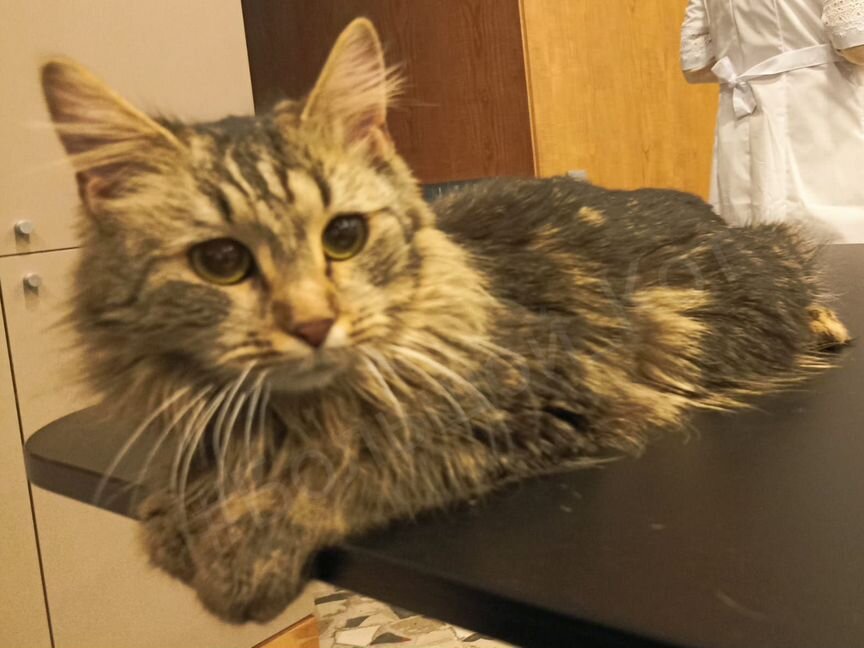 Кошечка, подросток, в добрые руки