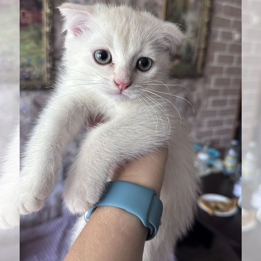 Вислоухие котята