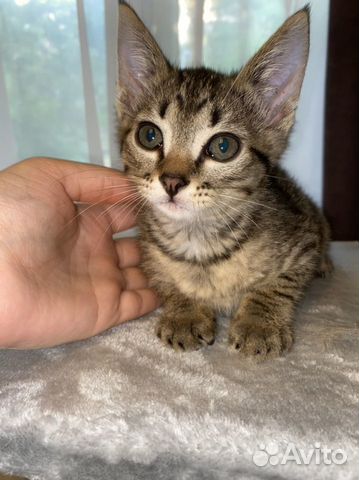 Котенок в добрые руки