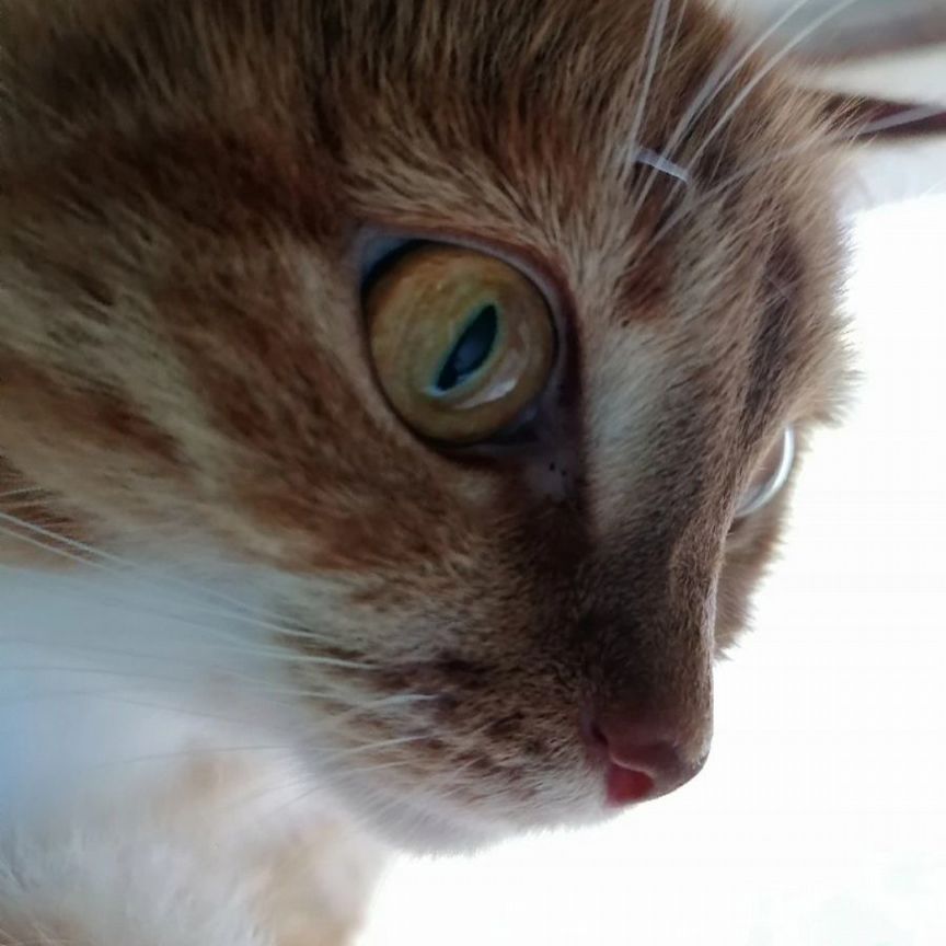 Кошка в добрые руки