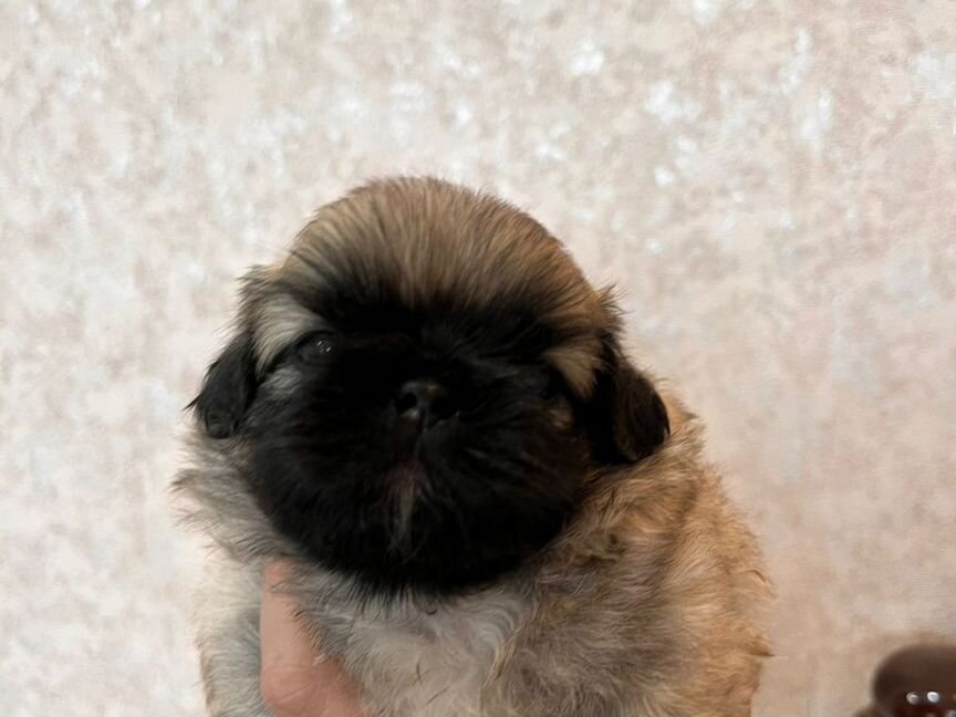 Щенки пекинеса