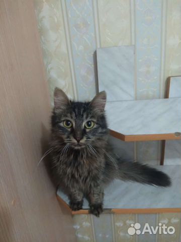 Кошка