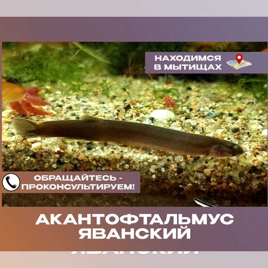 Акантофтальмус яванский