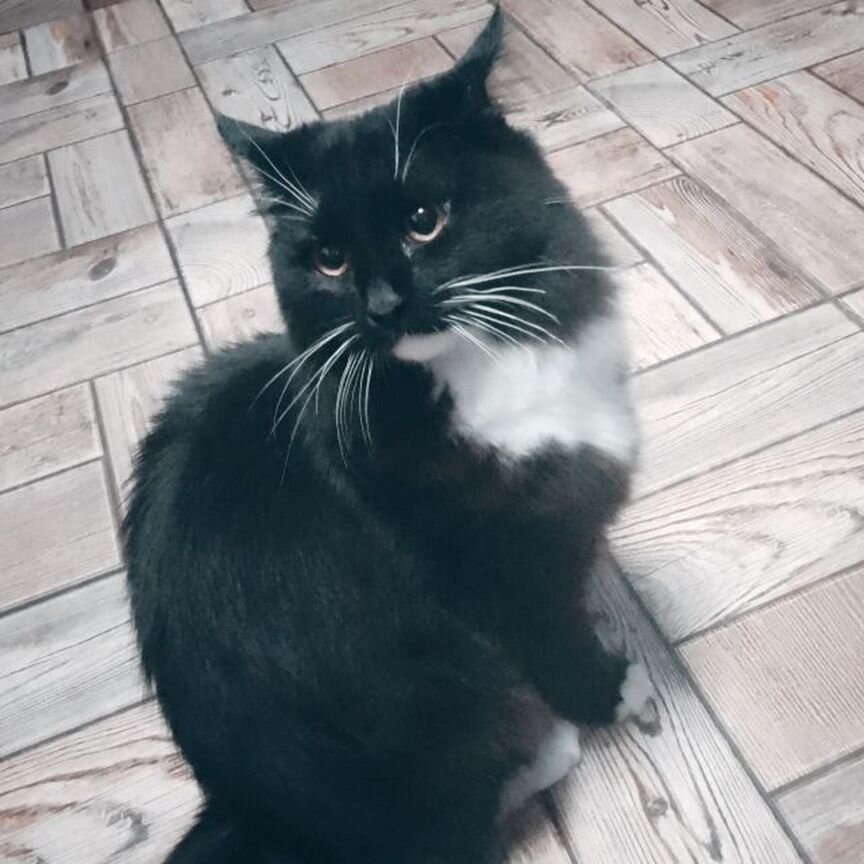 Очень ласковая кошка