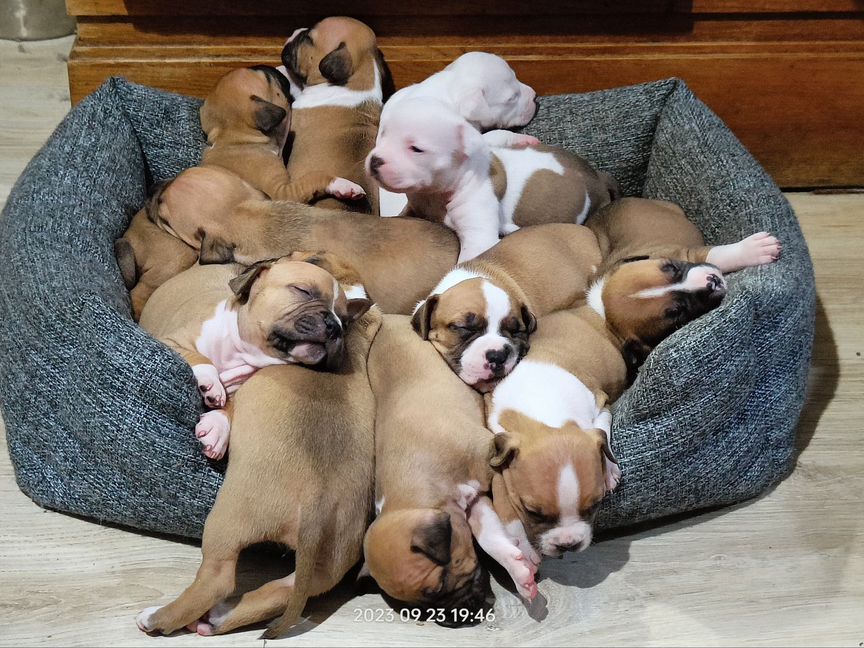 Щенки стаффорда