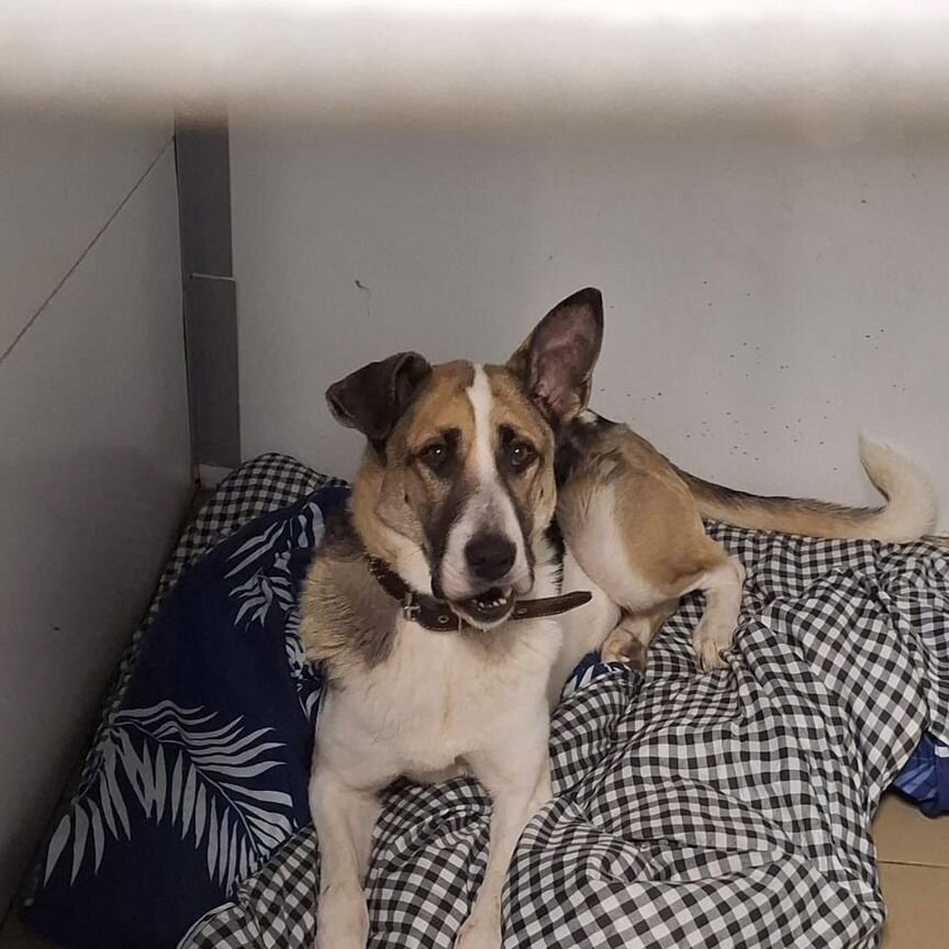 Чудесная Пятнышка мечтает о доме