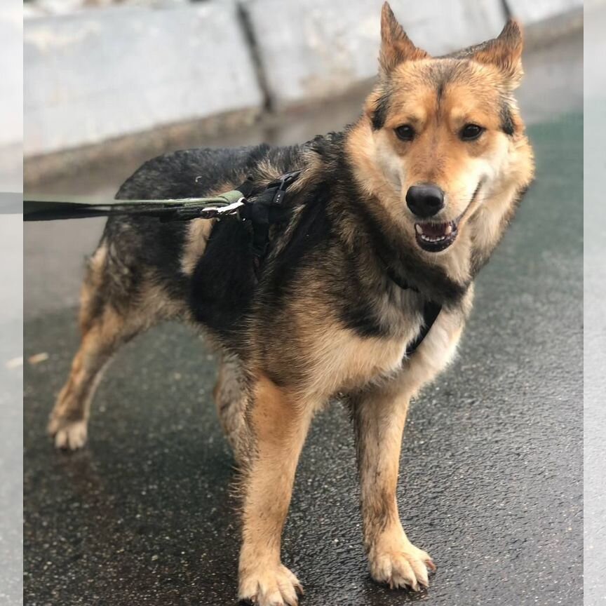 Взрослый пёс в добрые руки