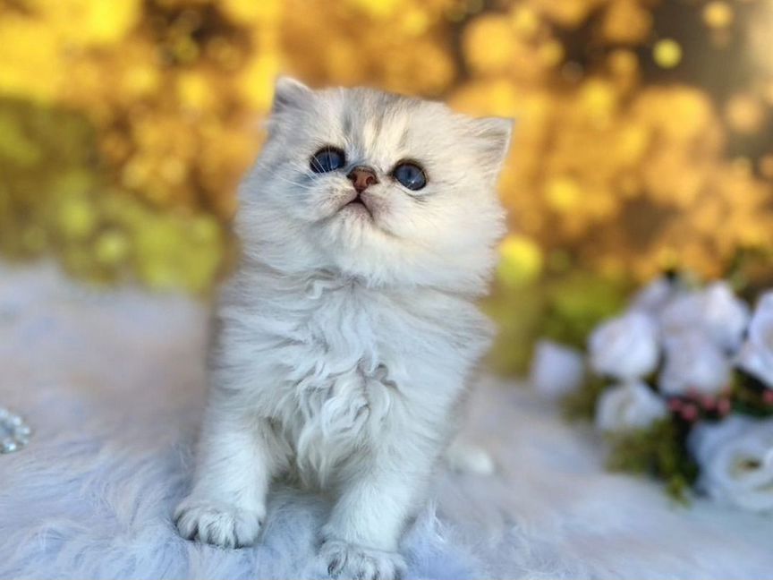 Мальчик серебристая шиншилла