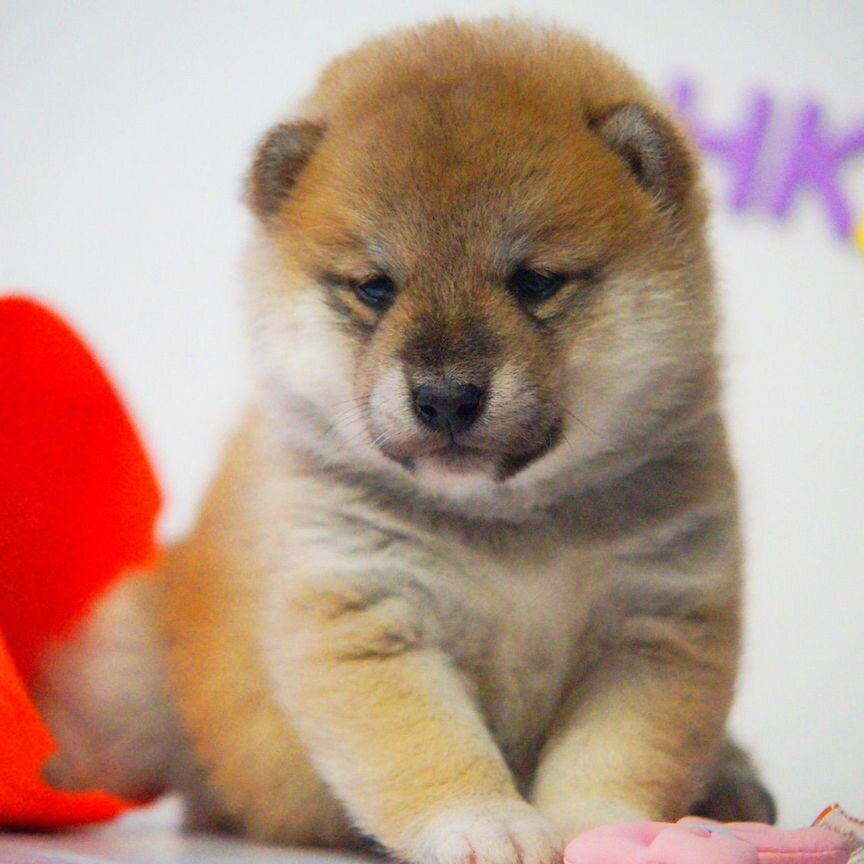 Сиба малыши из питомника