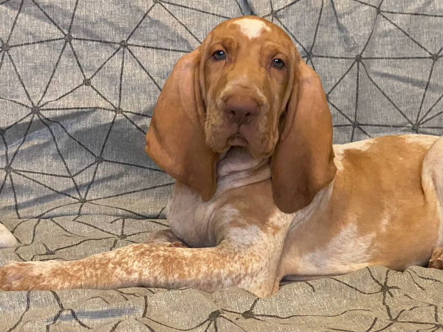 Итальянский бракк, щенки