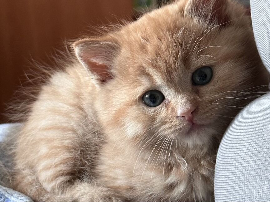 Рыжий котеночек
