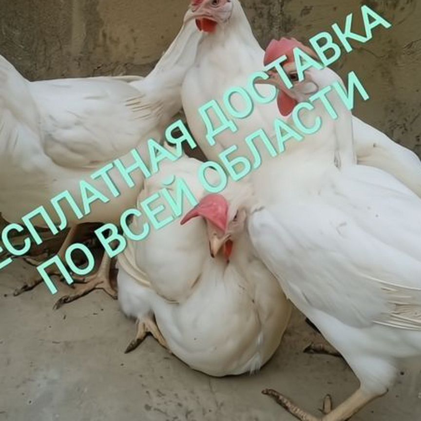 Куры несушки Леггорн белые