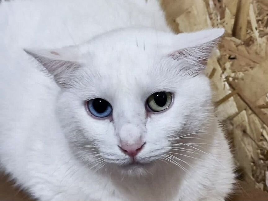 Уникальная кошечка ждет понимающего человека
