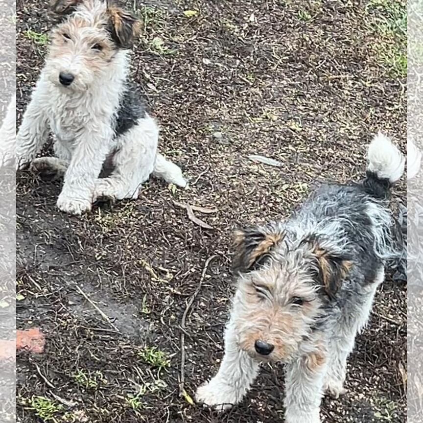 Фокстерьер, щенок