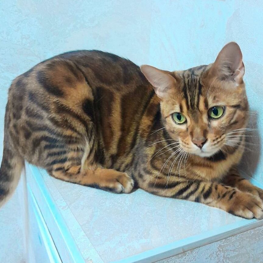 Домашние животные кошки