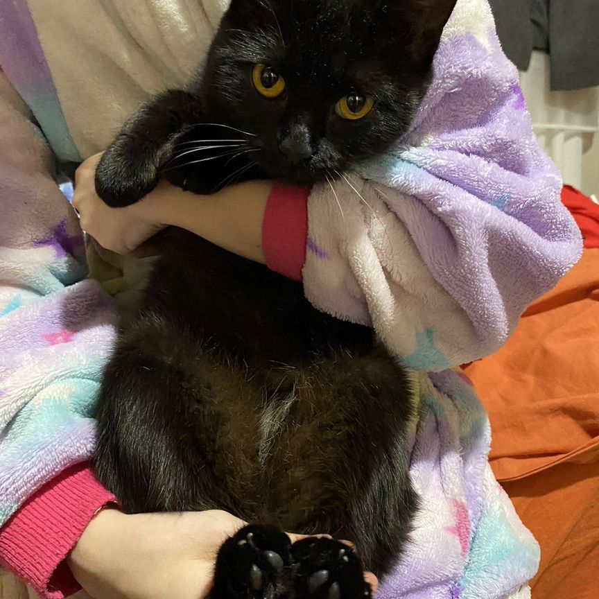 Кошка ищет жениха
