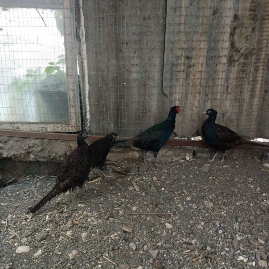 Фазаны разные