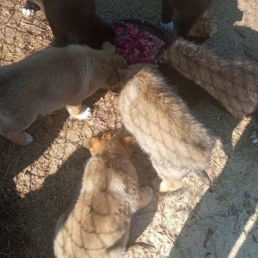 Раздам щенят