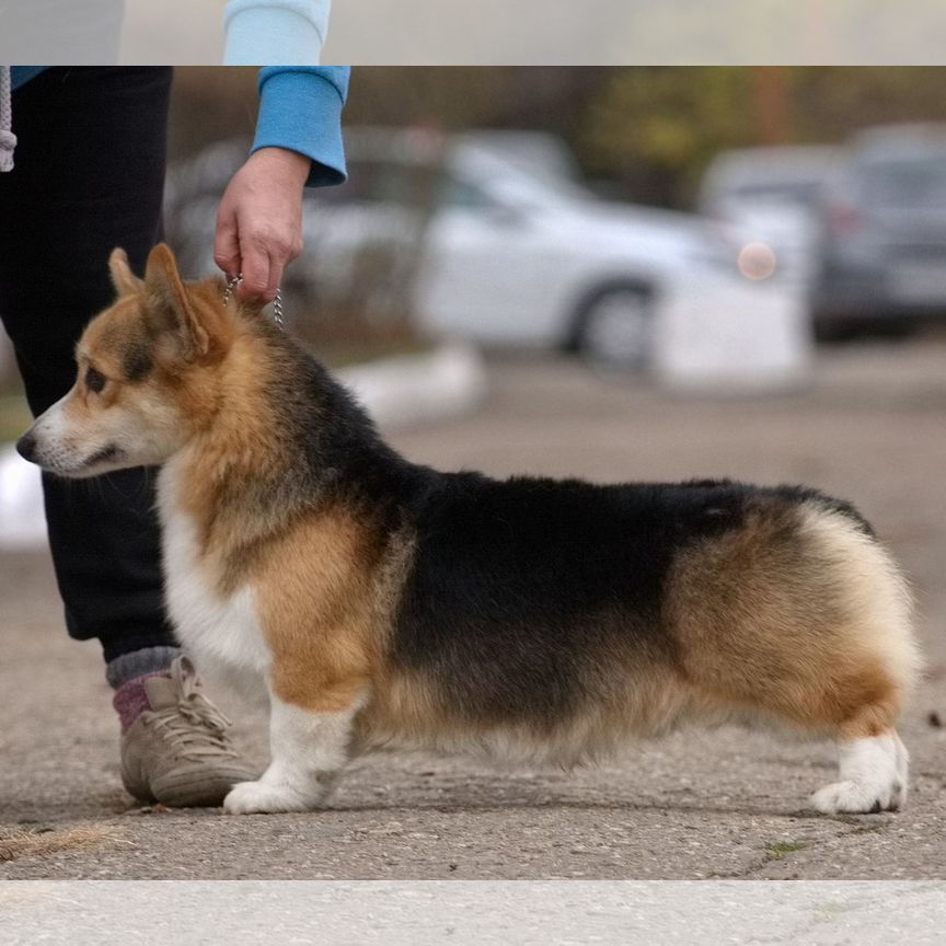 Щенки вельш корги пемброк, кобель подросток