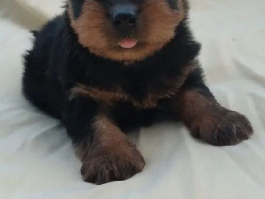 Кукольные йорочки