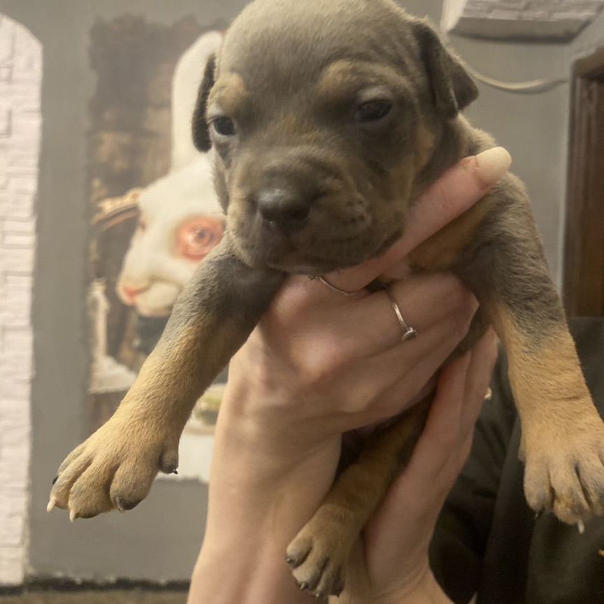 Американский булли, щенок