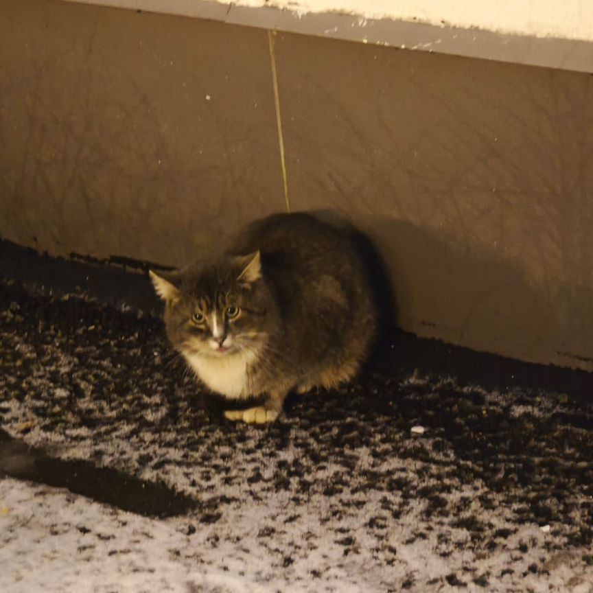 Нужен дом коту