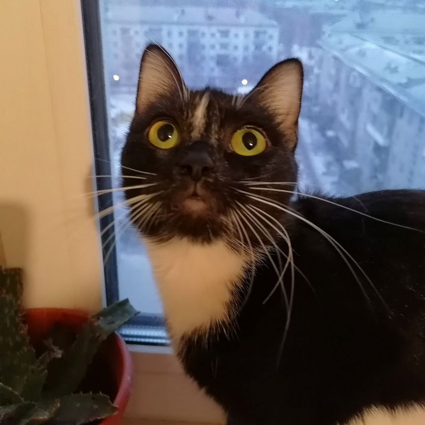 Кошка ищет дом