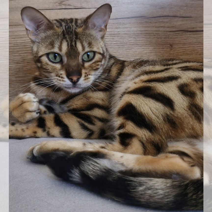 Бенгальская, взрослая кошка