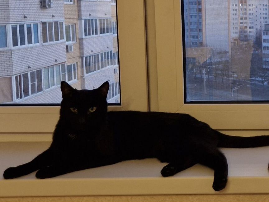 Кот