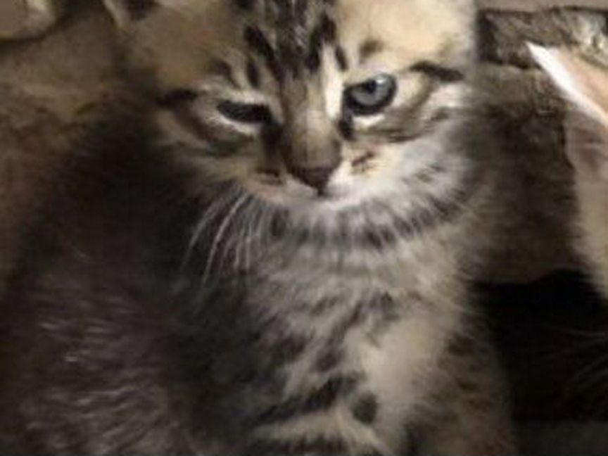 Котята