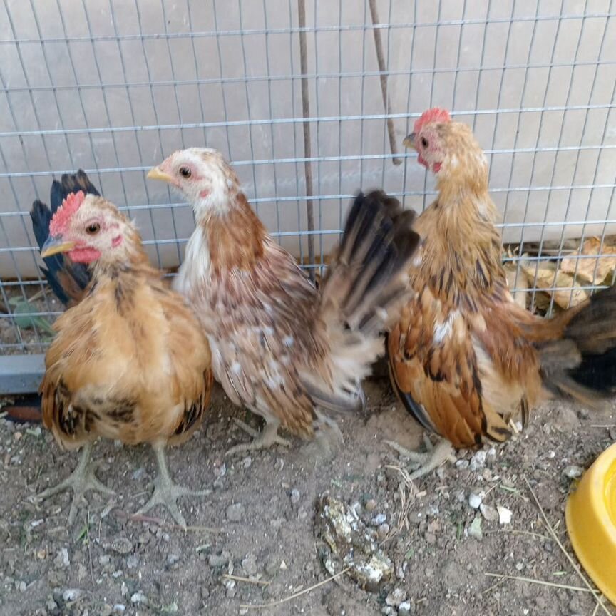 Малазийская серама