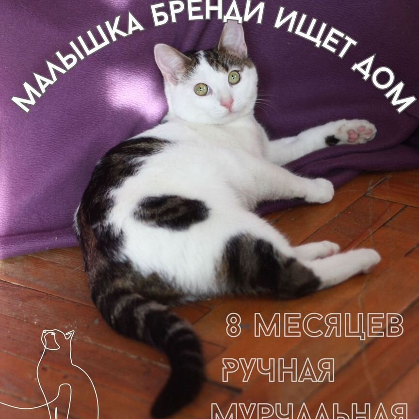 Кошечка 8 мес. ищет дом