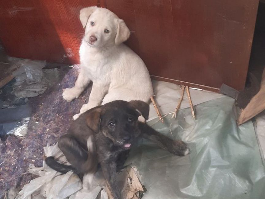 Щенки двортерьер