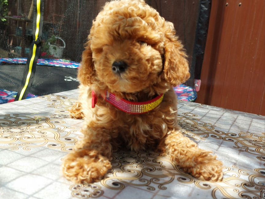 Щенки той- пуделя