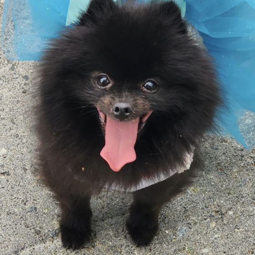 Померанский шпиц, взрослая собака