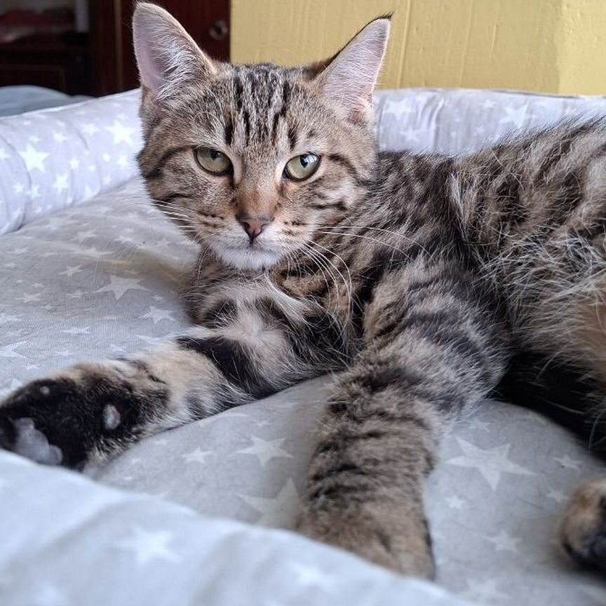 Котёнок в добрые руки