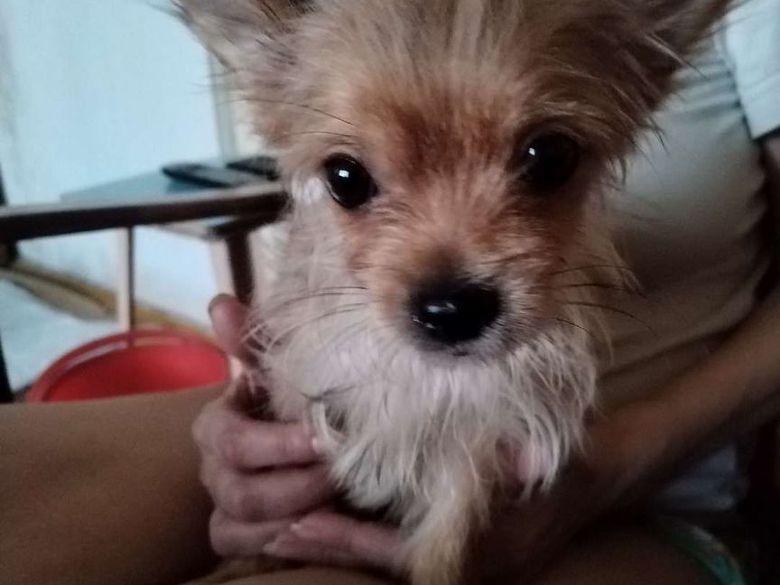 Норвич терьер