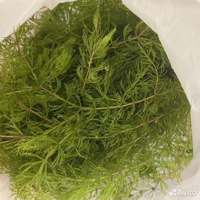 Отдам водросли