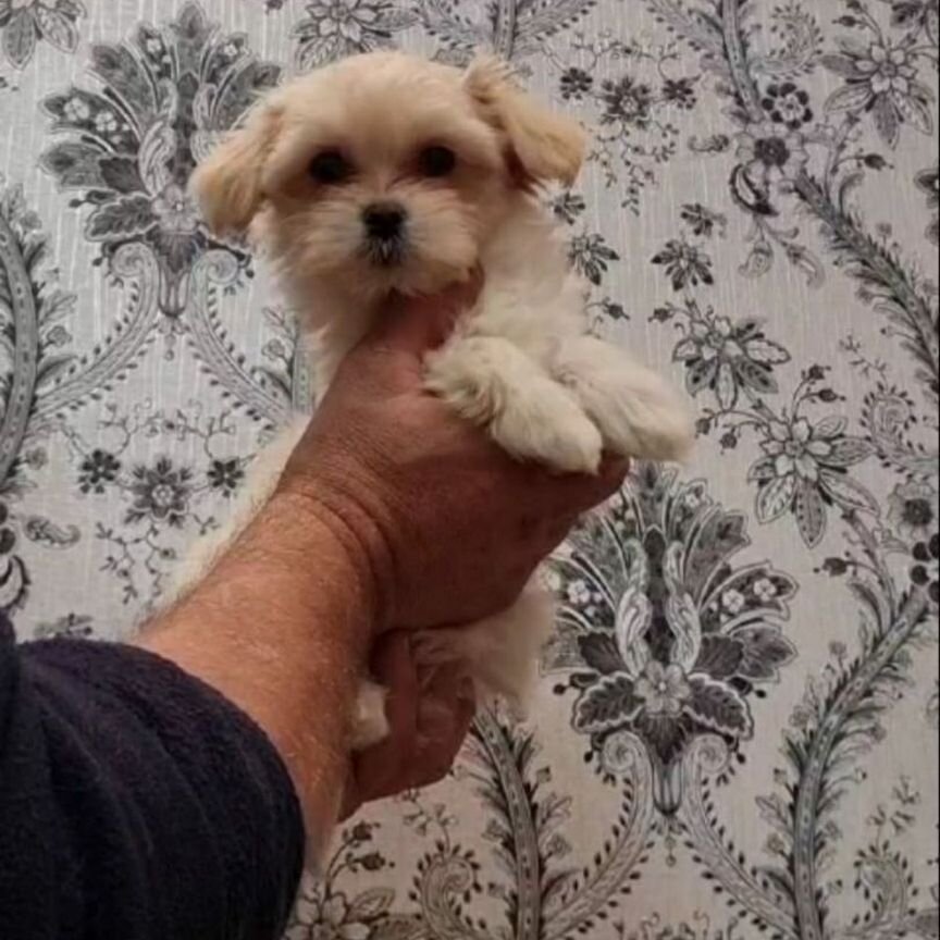 Девочка карамелька