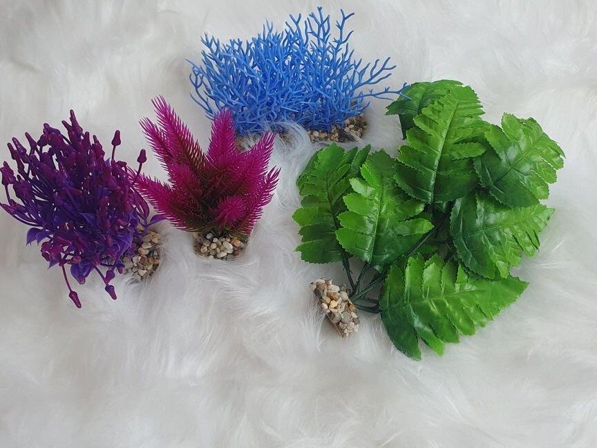 Растения для аквариума, новые