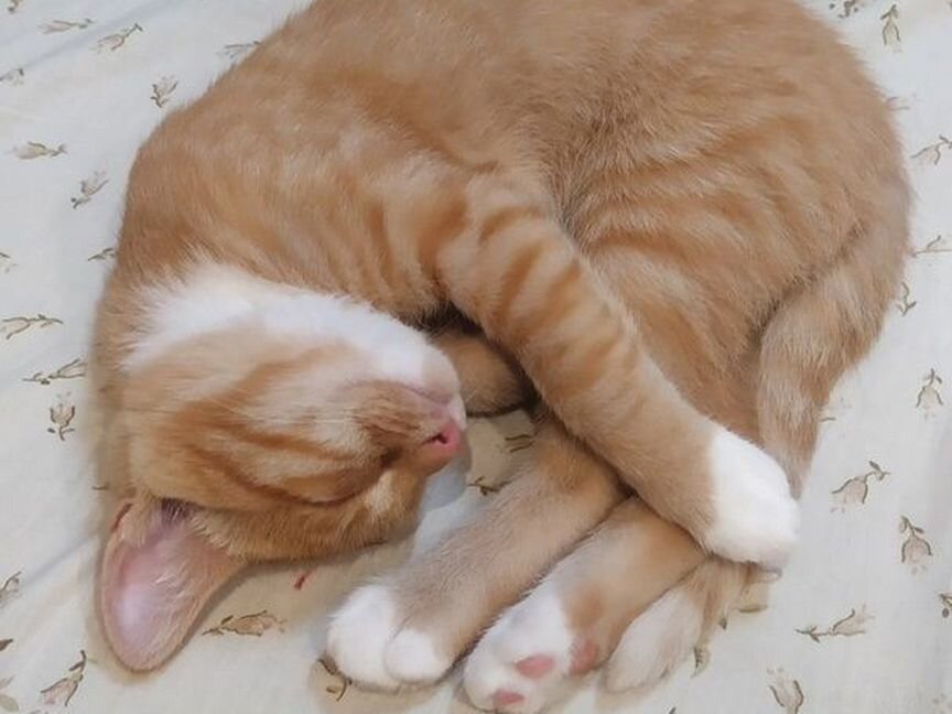 Рыжий котенок-пиратик в добрые руки