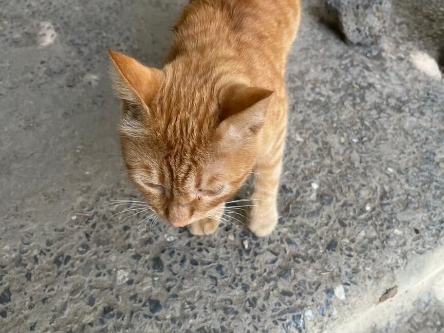 Рыжий котик в добрые руки